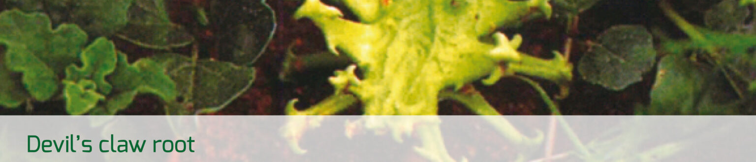 Devil’s claw root – Dry Extract | Euromed