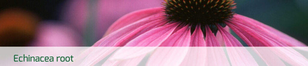 Echinacea root – Echinacea angustifolia | Euromed