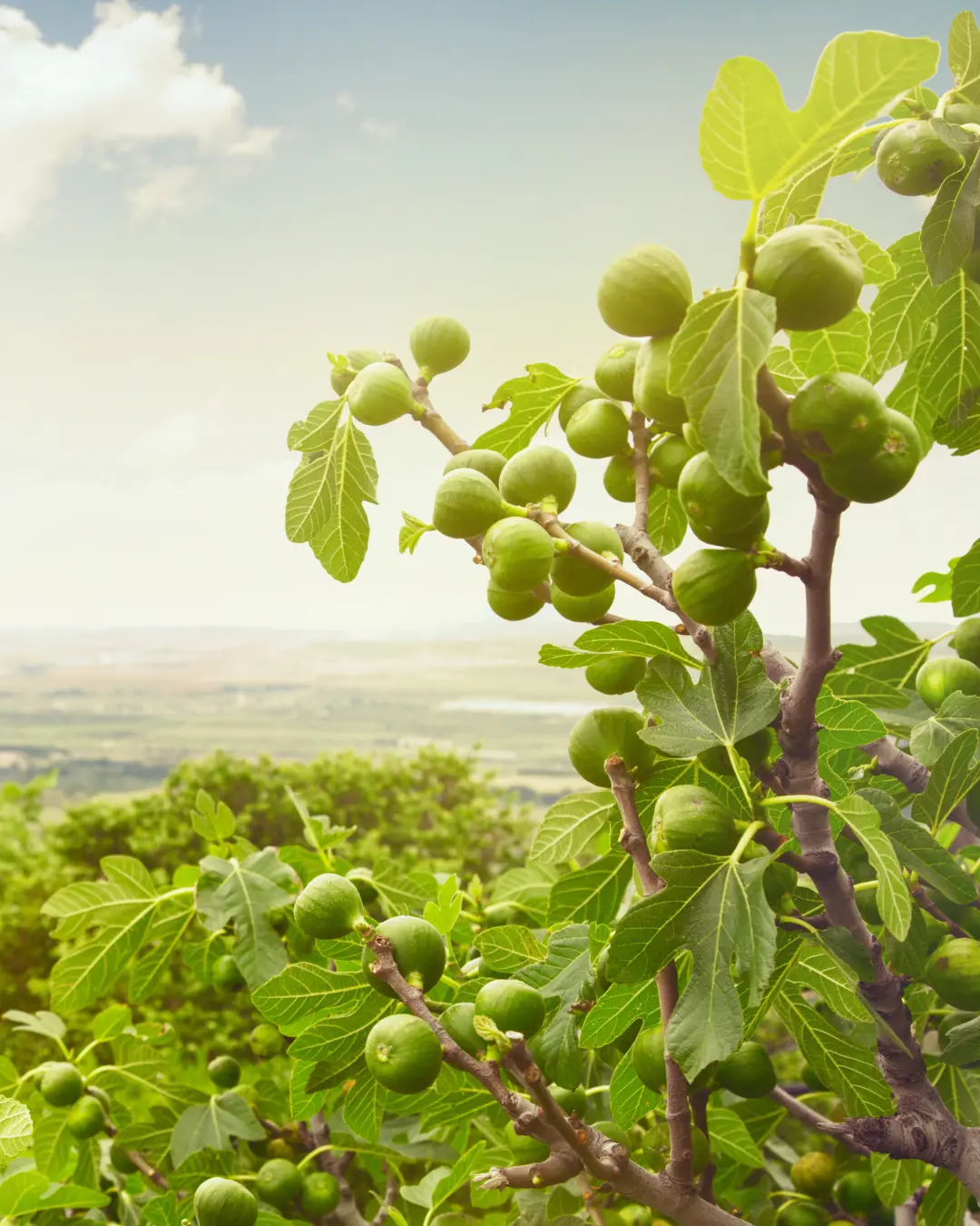 Fig fruit extract | Euromed