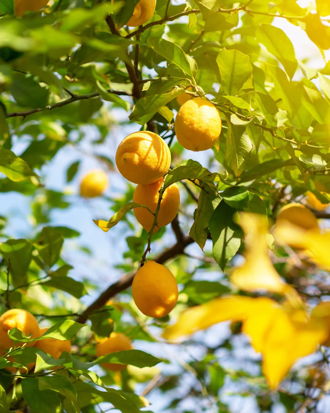 Wellemon Lemon fruit extract - Euromed - Nature and Science