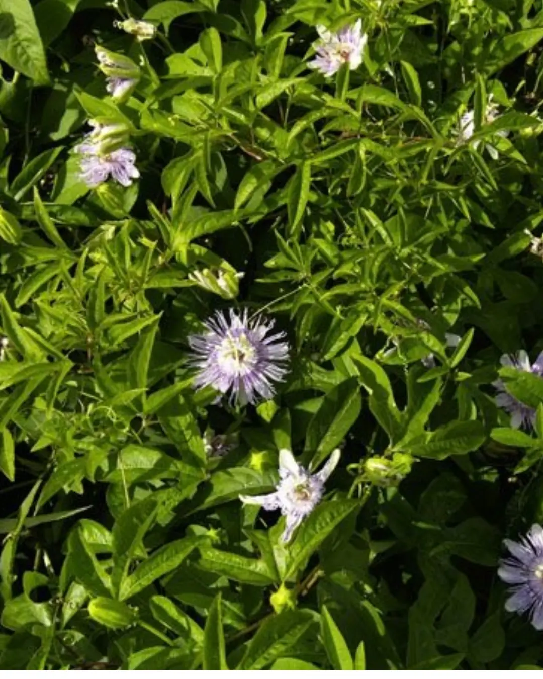 Passionflower Aerial Parts – Dry Extract | Euromed