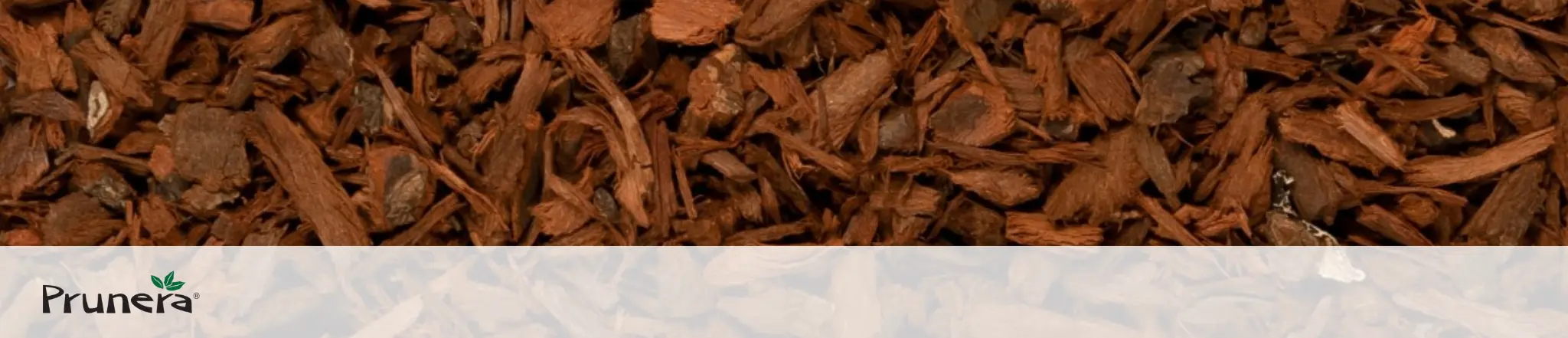 Pygeum bark Extract | Euromed