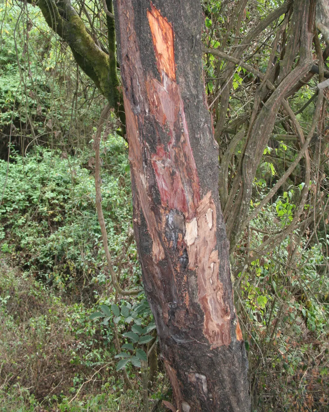 Pygeum bark Extract | Euromed