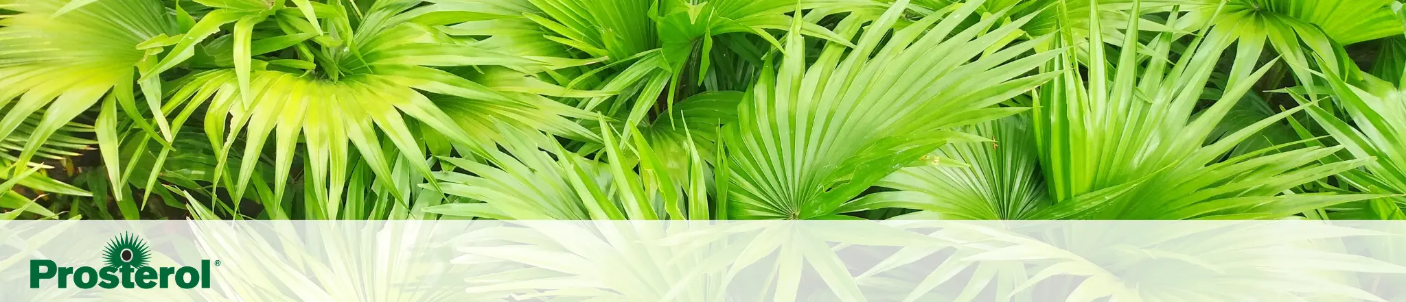 Saw palmetto berry Extract prosterol | Euromed