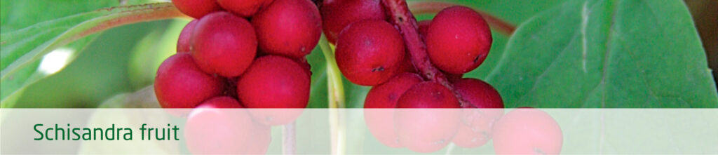 Schisandra fruit – Schisandra chinensis Turcz. Baillon | Euromed