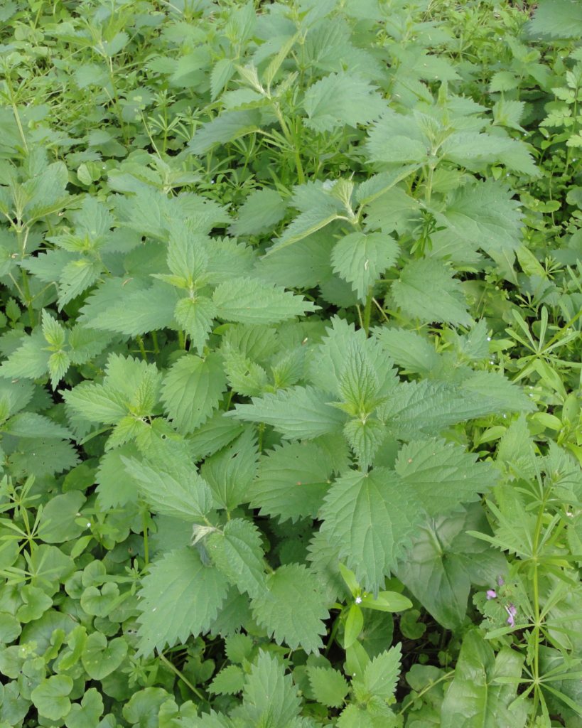 Nettle root – Dry Extract | Euromed