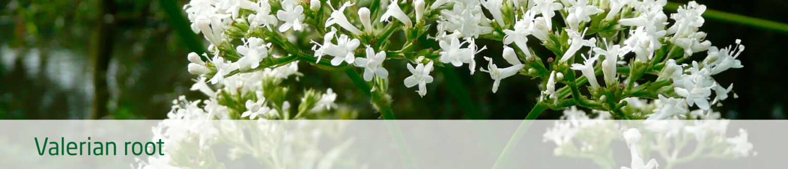 Valerian root – Dry Extract | Euromed